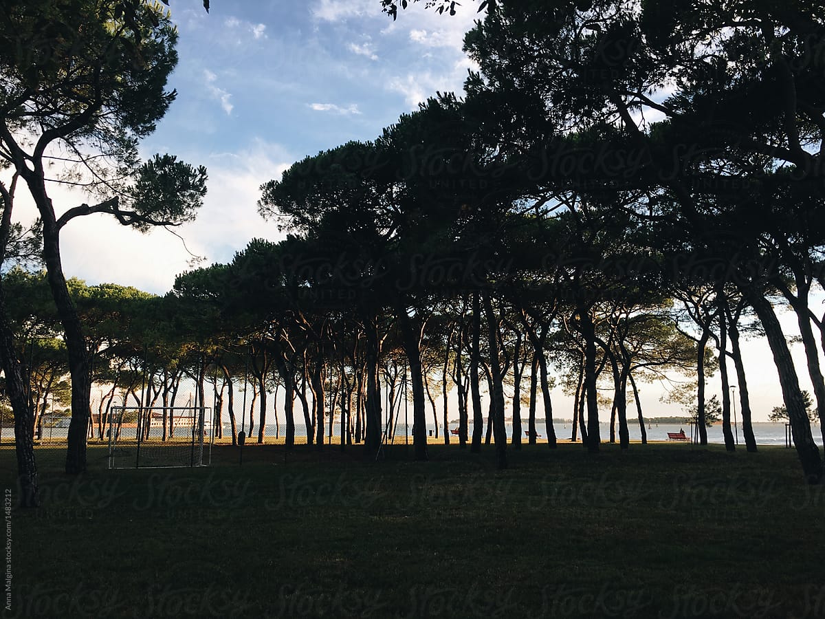 "Pine Forest In Venice" by Stocksy Contributor "Anna Malgina" - Stocksy