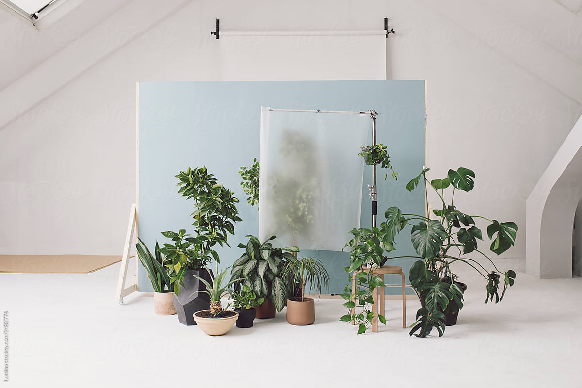 "Plants In Pots On Photo Studio Set" by Stocksy Contributor "Lumina ...