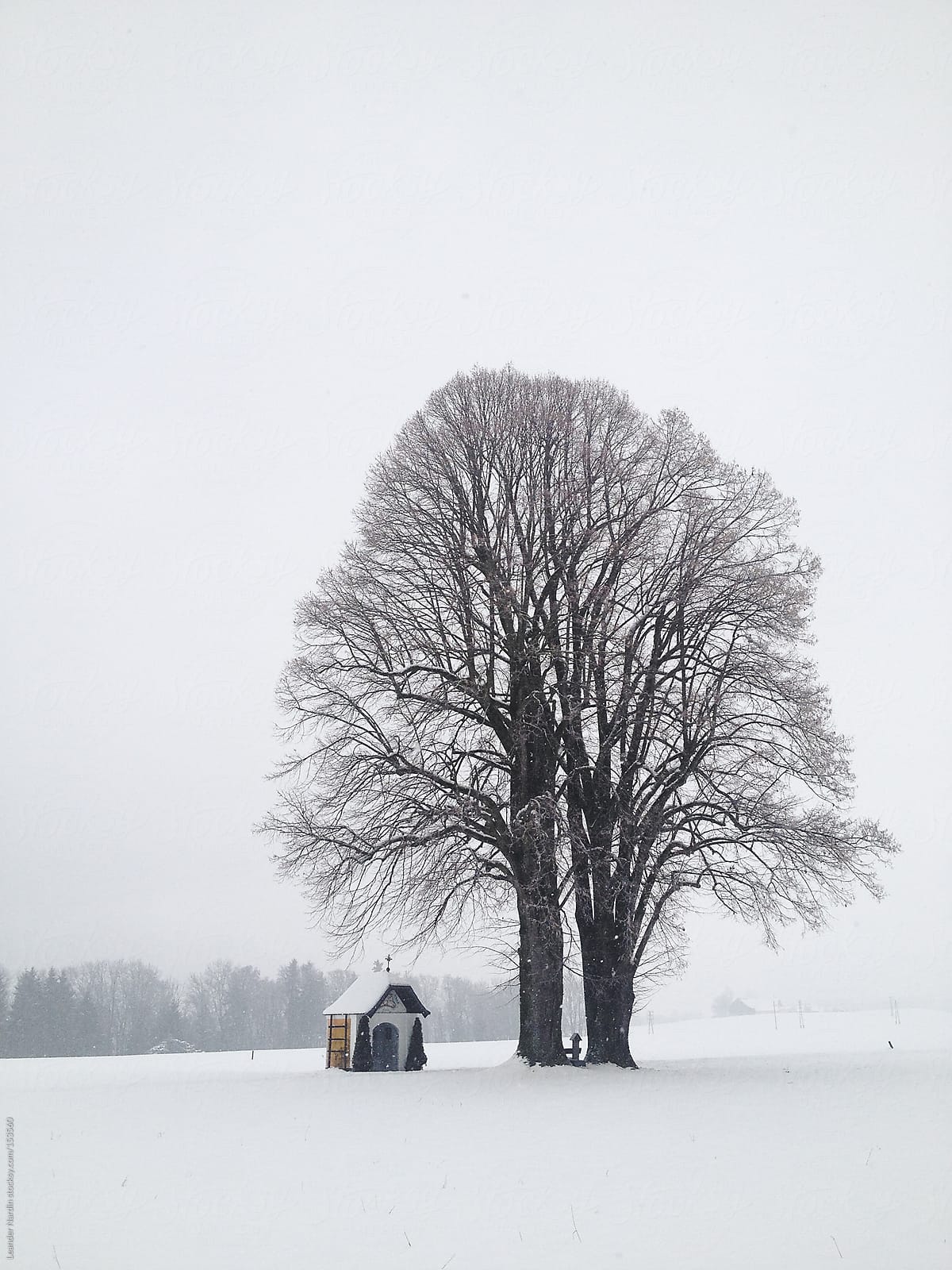 "Lonesome Tree In Winterlandscape" by Stocksy Contributor "Akela - from ...