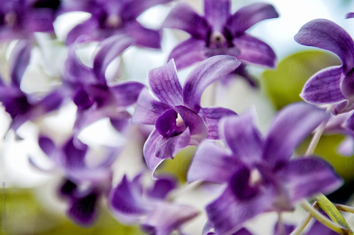 "Purple Orchids" by Stocksy Contributor "Bisual Studio" - Stocksy