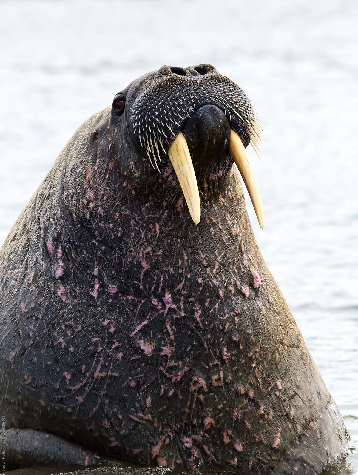 "Portrait Of A Walrus" by Stocksy Contributor "Jonatan Hedberg" - Stocksy