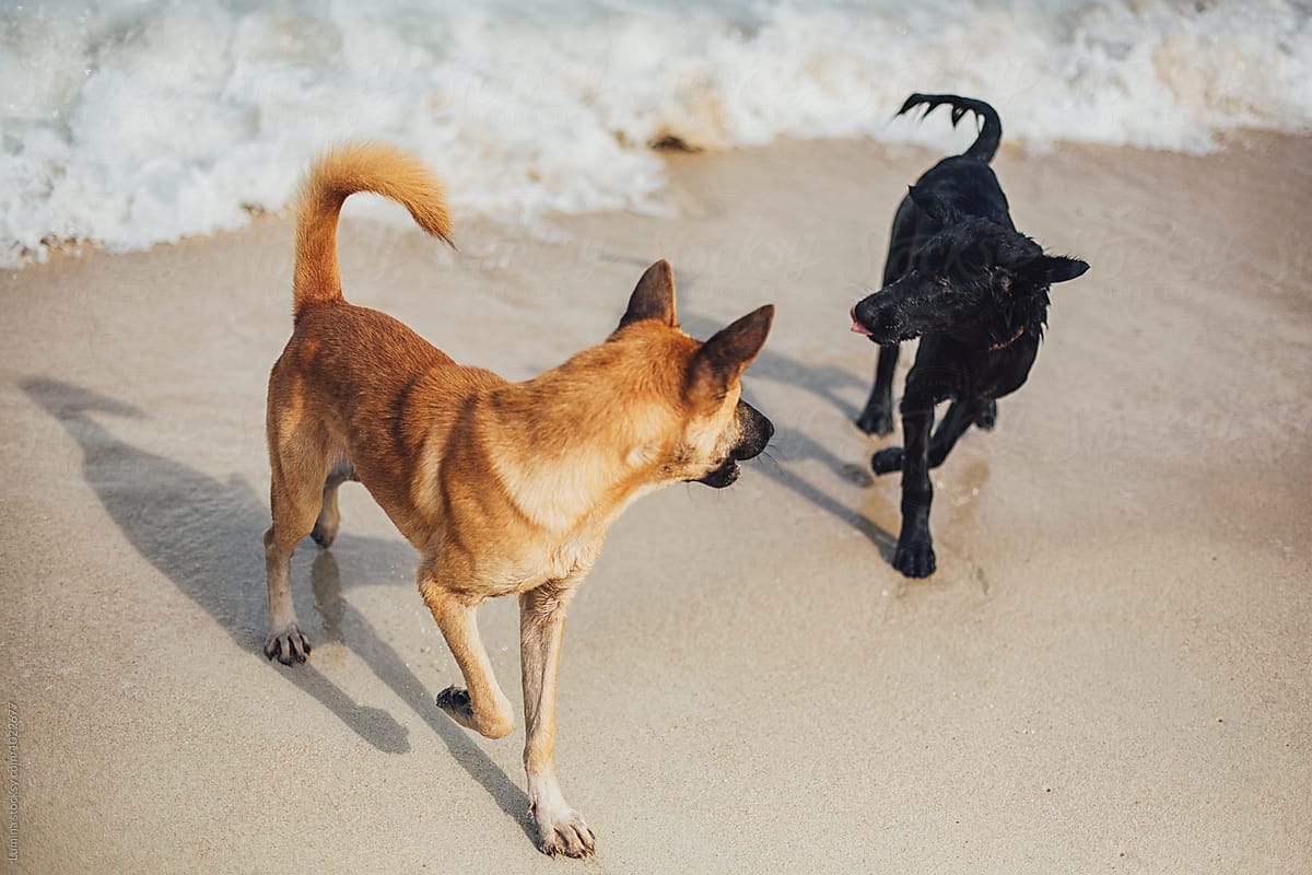 "Two Dogs On The Tropical Sandy Beach" by Stocksy Contributor "Lumina ...