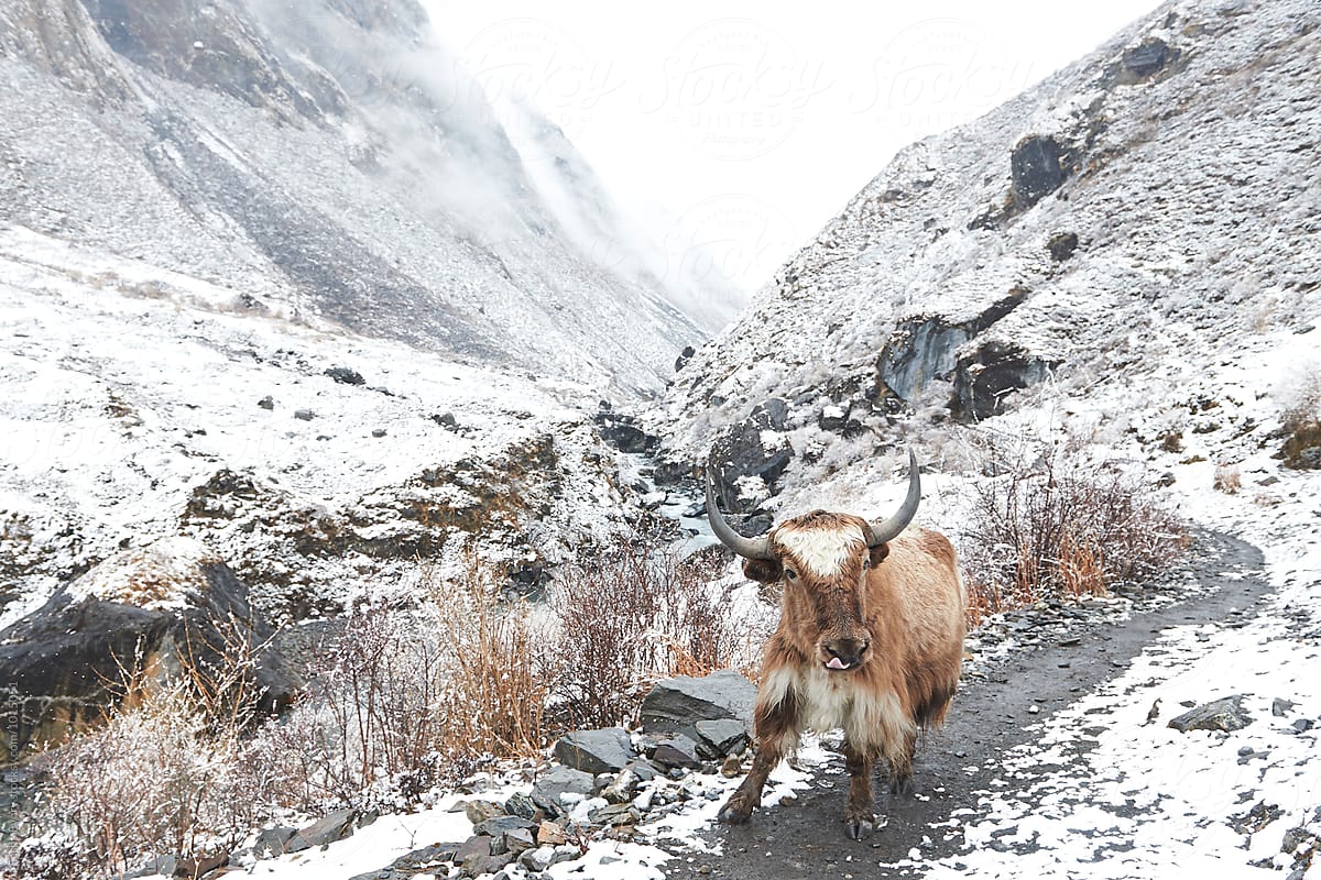 "Yak On The Mountain Path" by Stocksy Contributor "Sasha Evory" - Stocksy