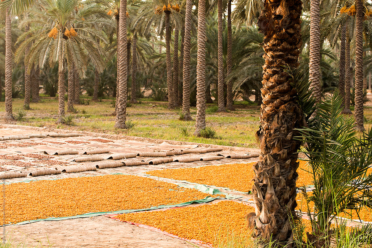 "Khairpur Date Palm Orchard With Sun-Drying Dates" by Stocksy ...