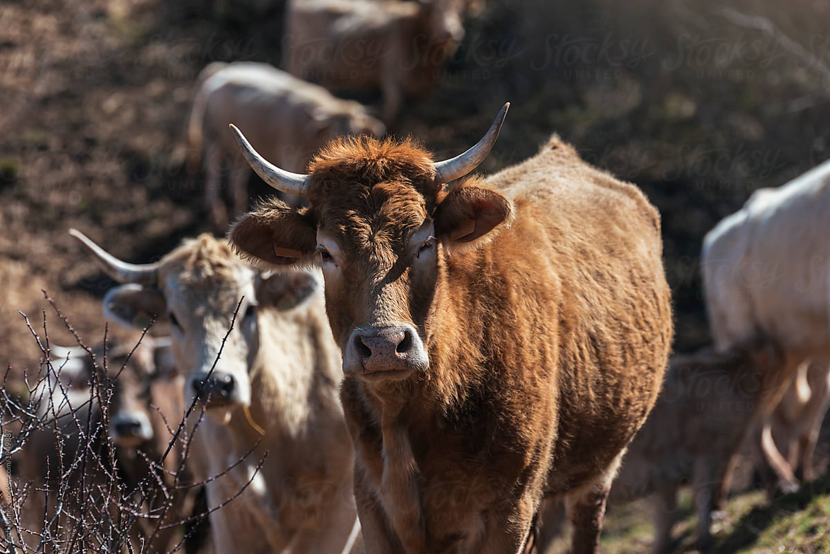 "Cows Grazing In The Fields Of Mountain In Spain." by Stocksy ...