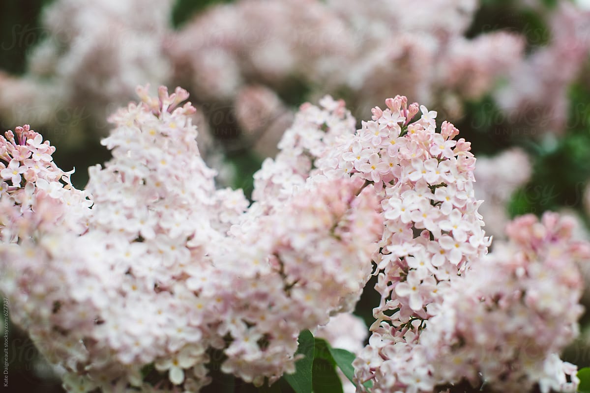 "Beautiful Spring Lilac Blossoms In The Brooklyn Botanic Garden" by ...