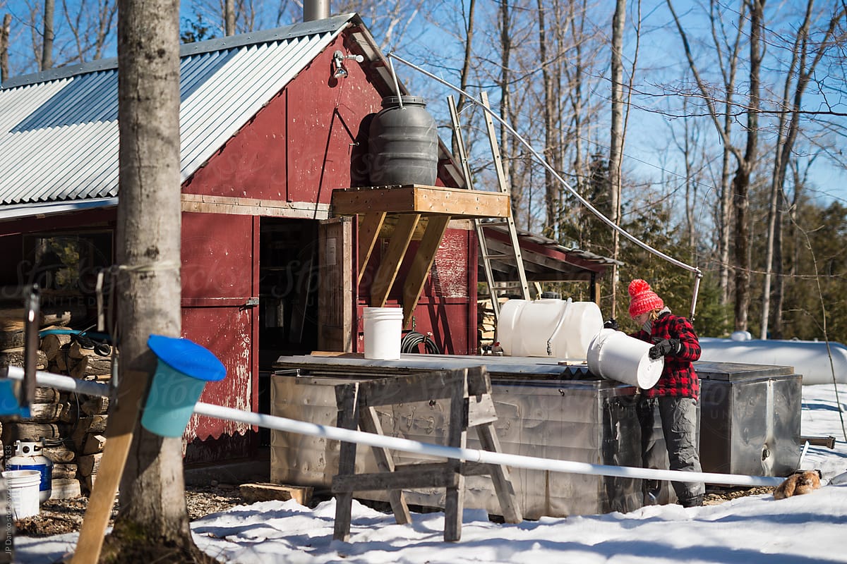 "Girl Helps Maple Syrup Production Pouring Natural Healthy Maple Sap ...