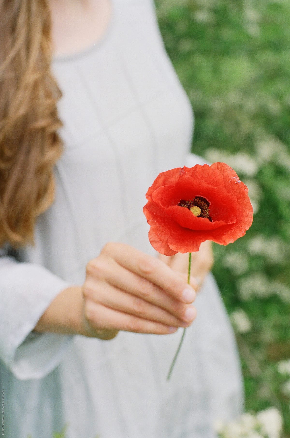 "Woman Holding A Poppy Flower" by Stocksy Contributor "Amor Burakova ...
