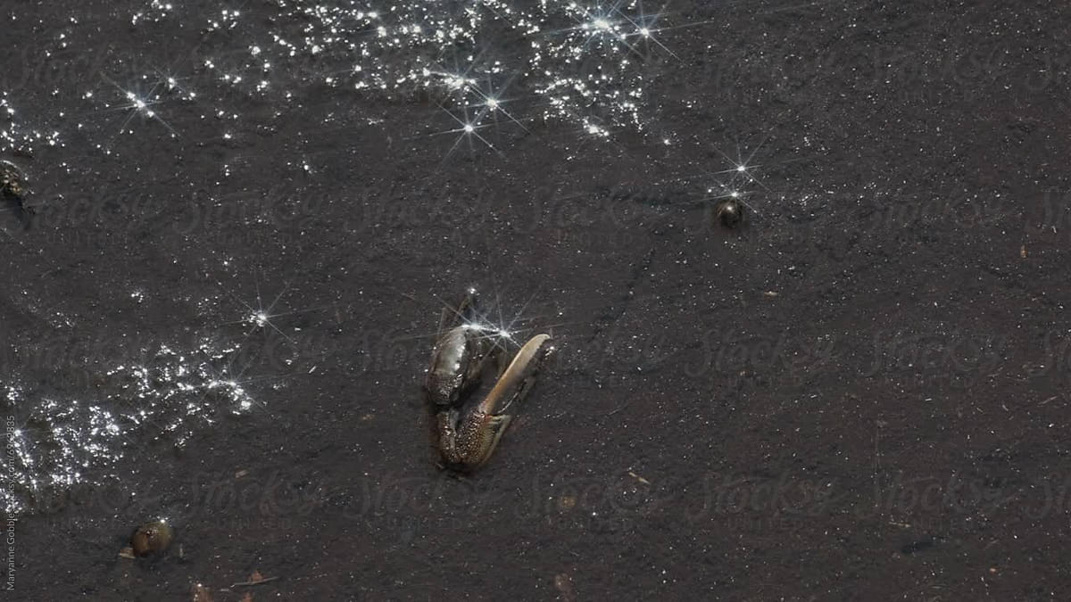 "Florida Wildlife: Fiddler Marsh Crabs" by Stocksy Contributor ...