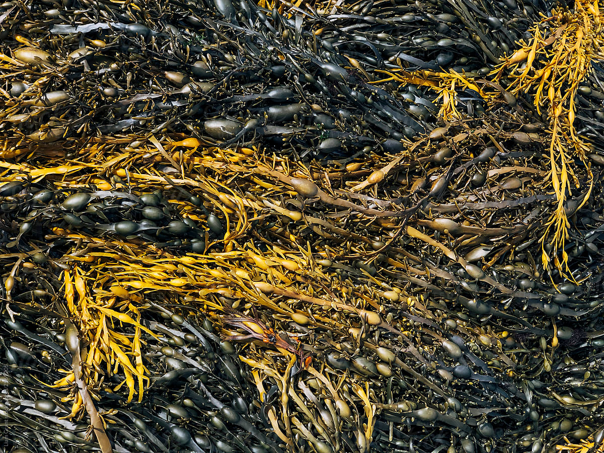 "Seaweed Details At Gruinard Bay. Highlands, Scotland, UK." by Stocksy ...