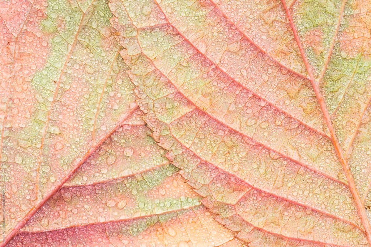 A Pair Of Cherry Tree Leaves And Raindrops In Autumn By Stocksy a-pair-of-cherry-tree-leaves-and-raindrops-in-autumn-by-stocksy