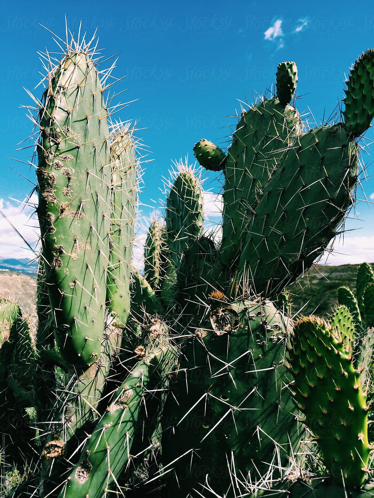 "Cactus - Pichincha / Ecuador" by Stocksy Contributor "Paperclip" - Stocksy
