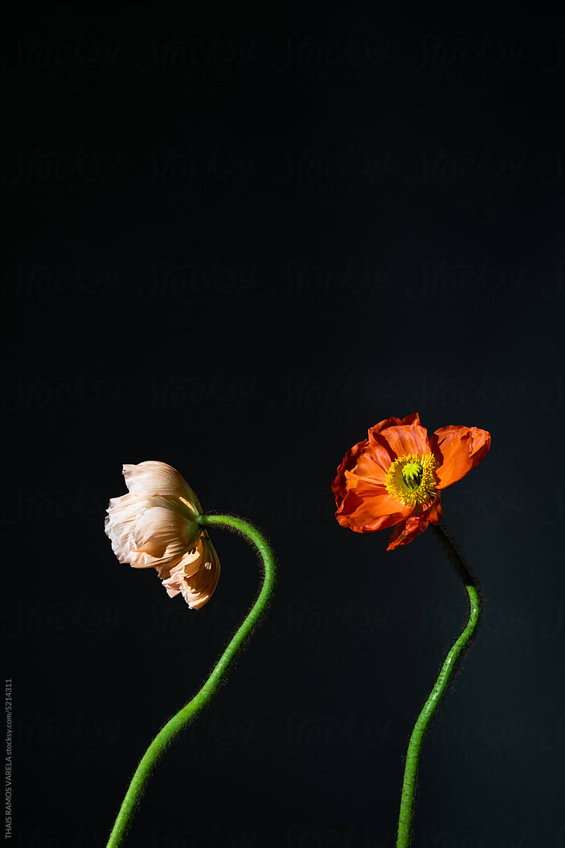 "Two Poppies In Profile In Different Colours" by Stocksy Contributor ...