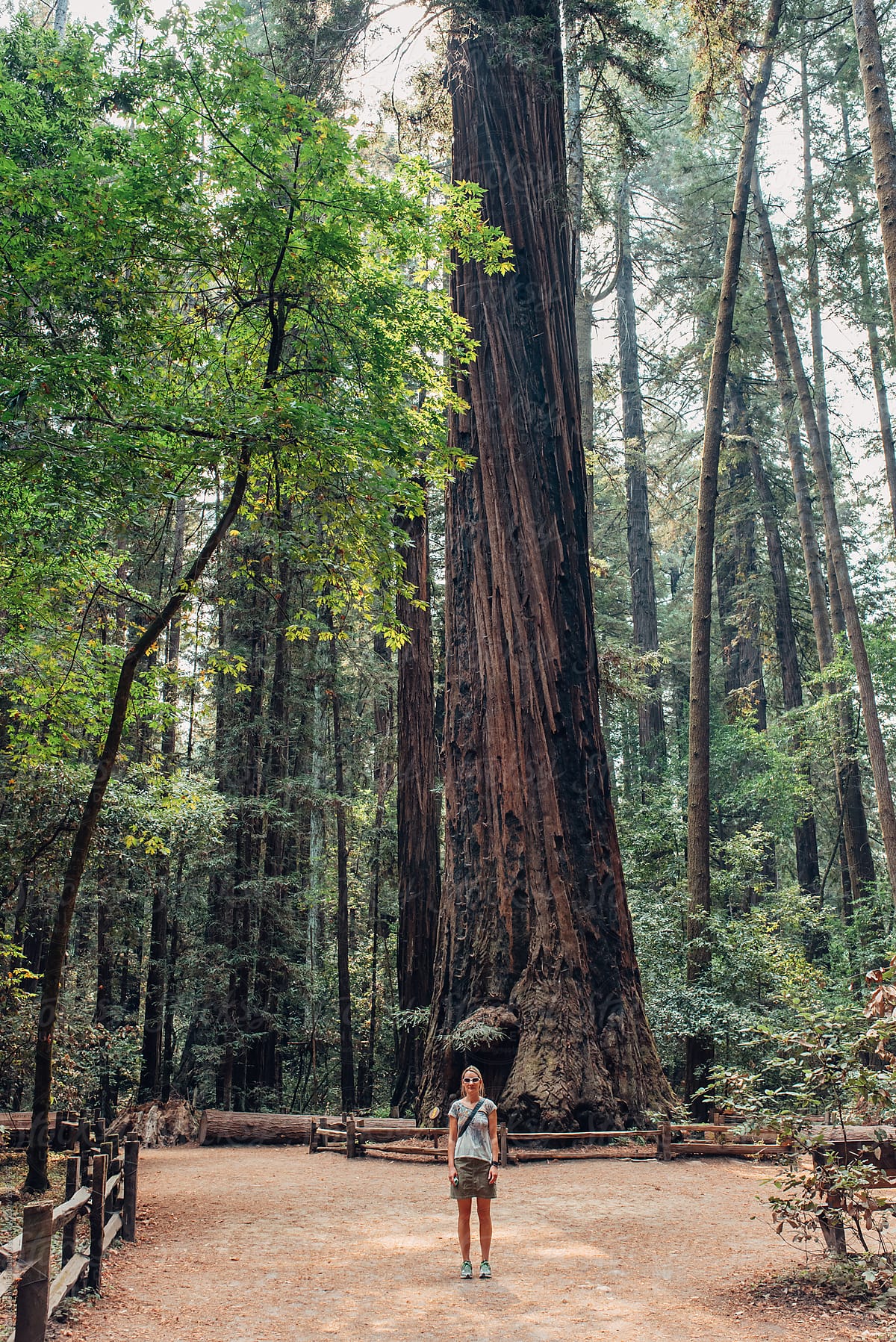 "Hiking Woman Standing In Front Of A Giant Redwood Tree" by Stocksy ...
