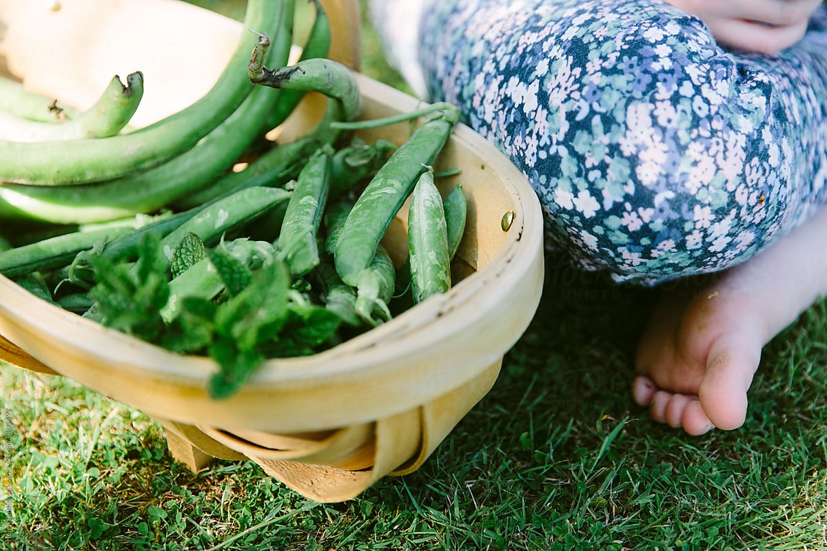 "Podding Fresh Peas" by Stocksy Contributor "Helen Rushbrook" - Stocksy