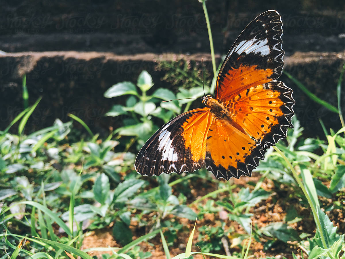 "Beautiful Orange Butterfly" by Stocksy Contributor "Nemanja Glumac ...
