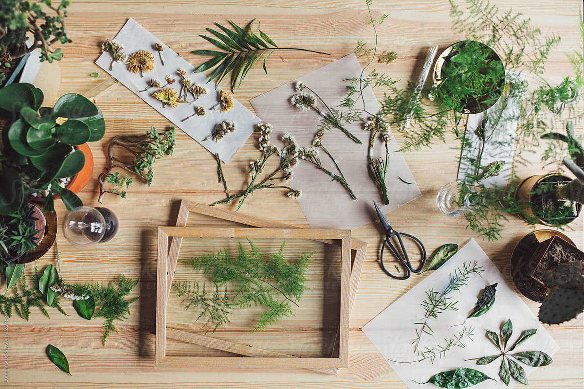 "Botanical Decoration" by Stocksy Contributor "Lumina" - Stocksy