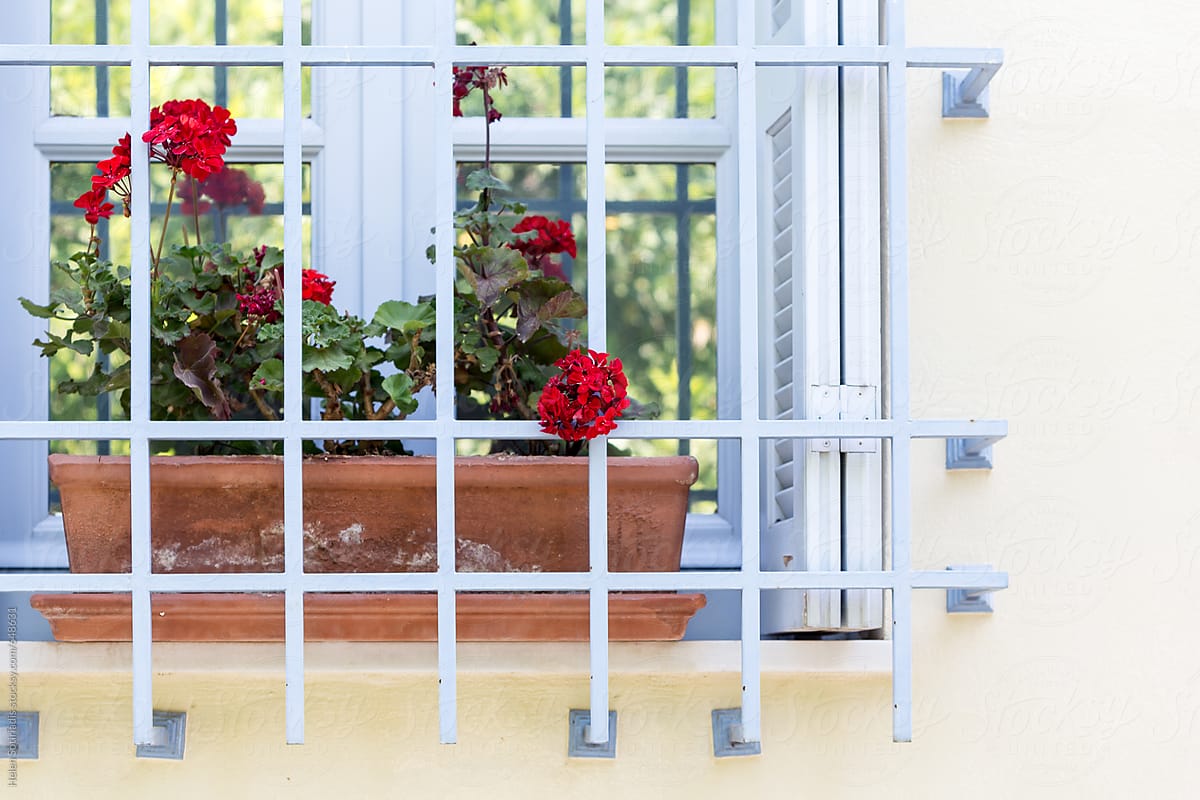 "Red Flowers On A Window Sill" by Stocksy Contributor "Helen Sotiriadis ...
