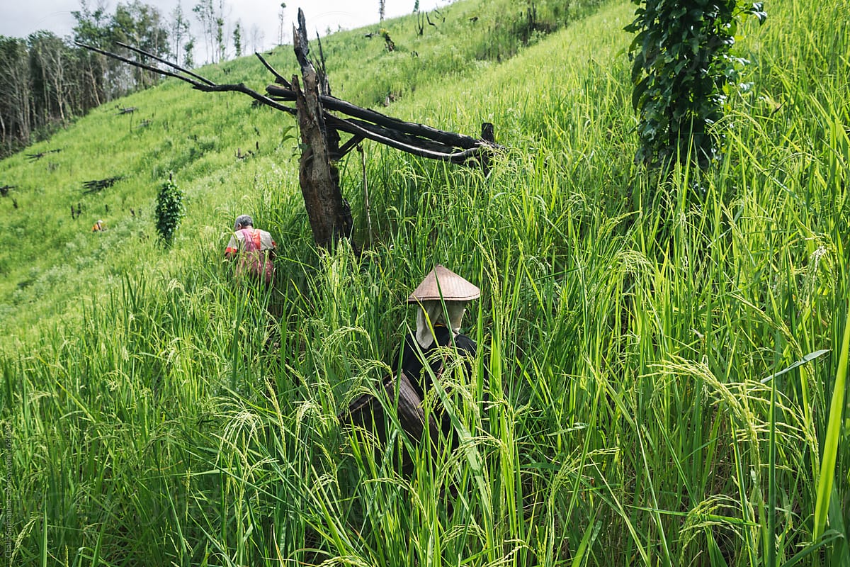 "Senior Karen Woman In Her Rotational Farming" by Stocksy Contributor ...