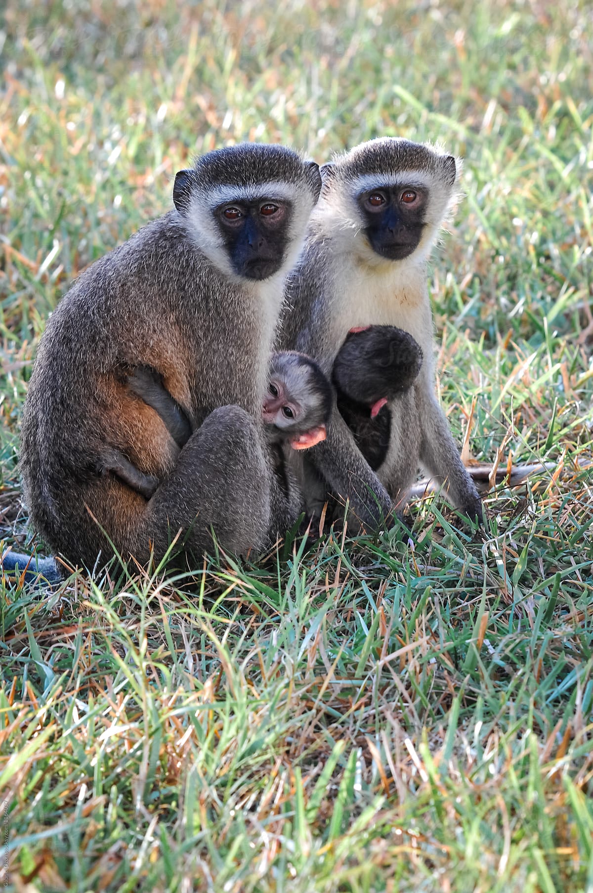 Monkey Family