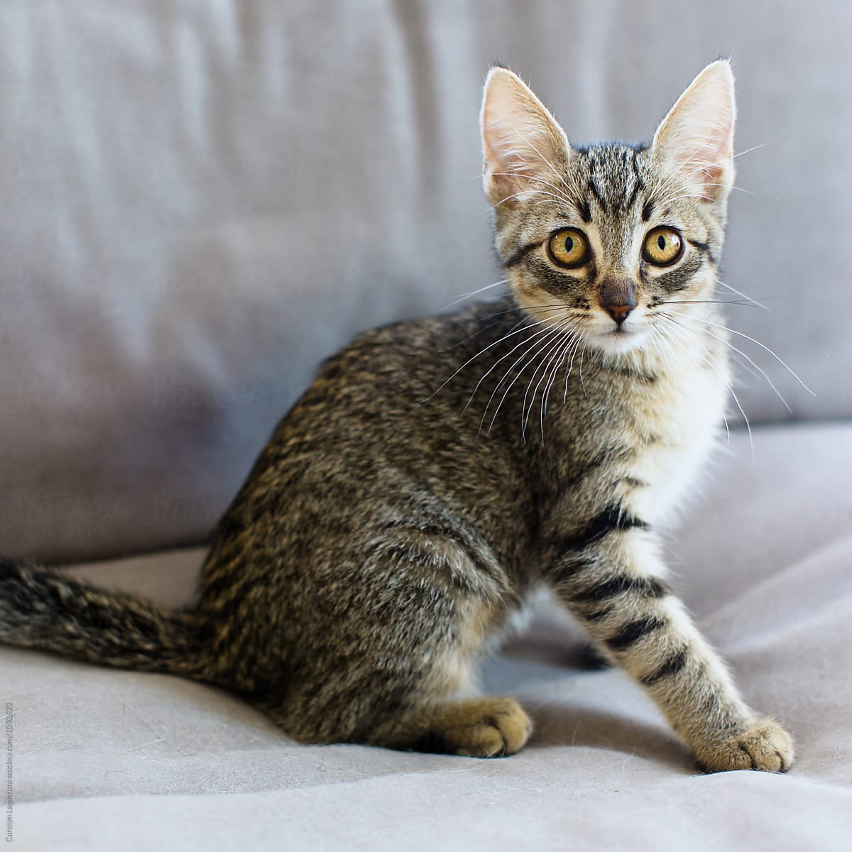 "Wide-eyed Tabby Kitten Looking At The Camera" by Stocksy Contributor ...