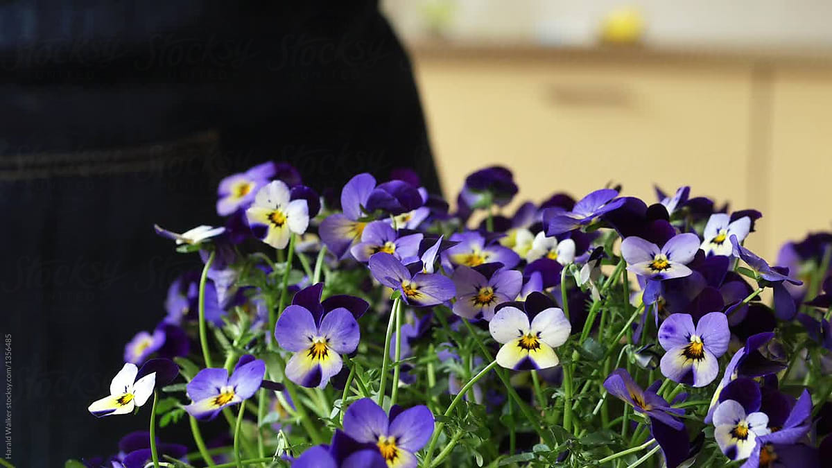 "Harvesting Edible Viola Tricolor Flowers" by Stocksy Contributor ...