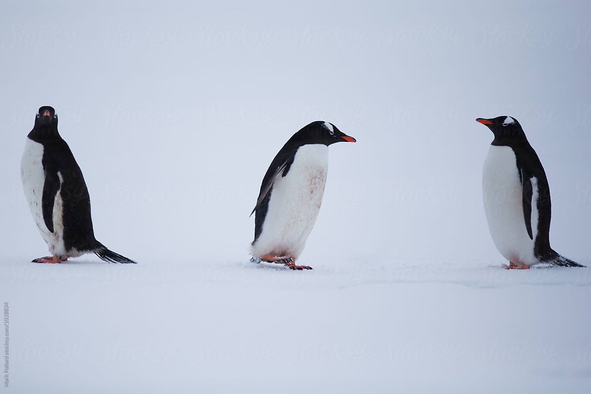 "Three Penguins On The Ice" by Stocksy Contributor "Mark Pollard" - Stocksy