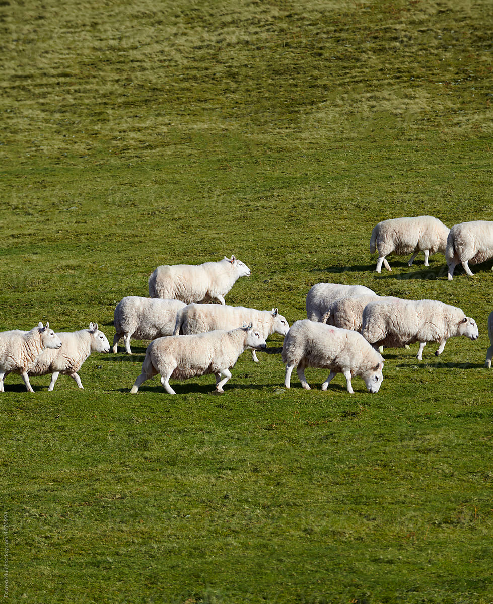 "Sheep Grazing" by Stocksy Contributor "Darren Muir" - Stocksy