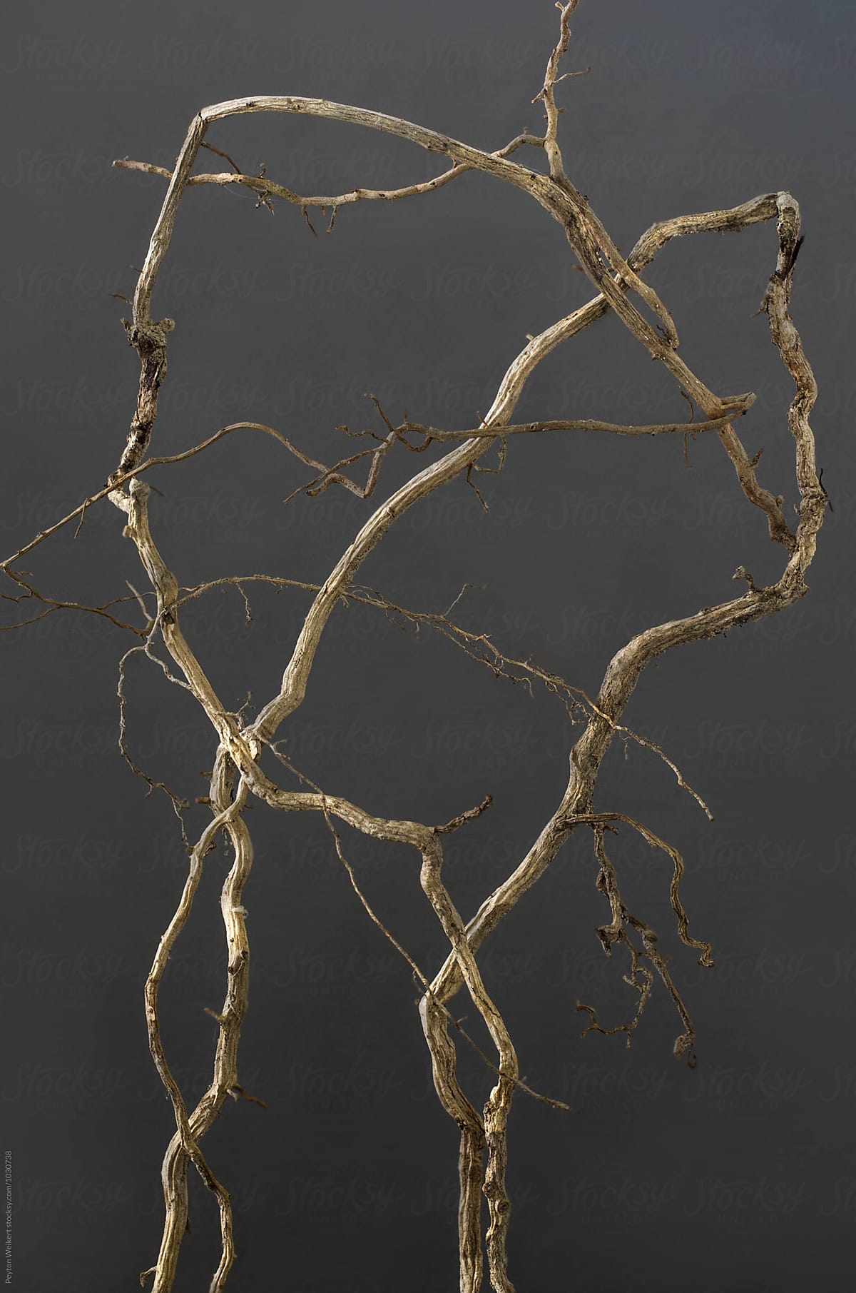 "Shaped And Abstract Tree Roots" by Stocksy Contributor "Peyton Weikert ...