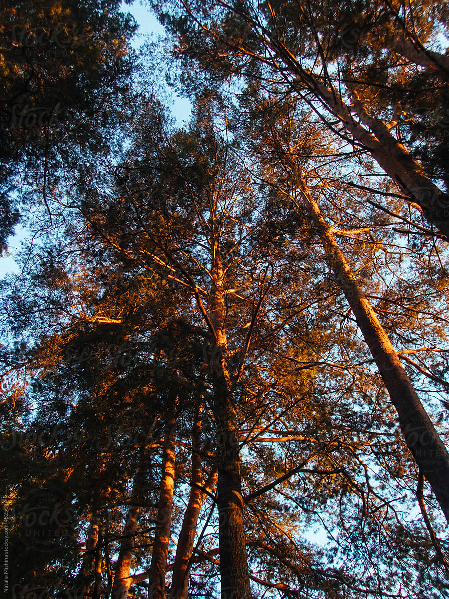 "Tops Of Pine Trees." by Stocksy Contributor "Natalia Mishina" - Stocksy