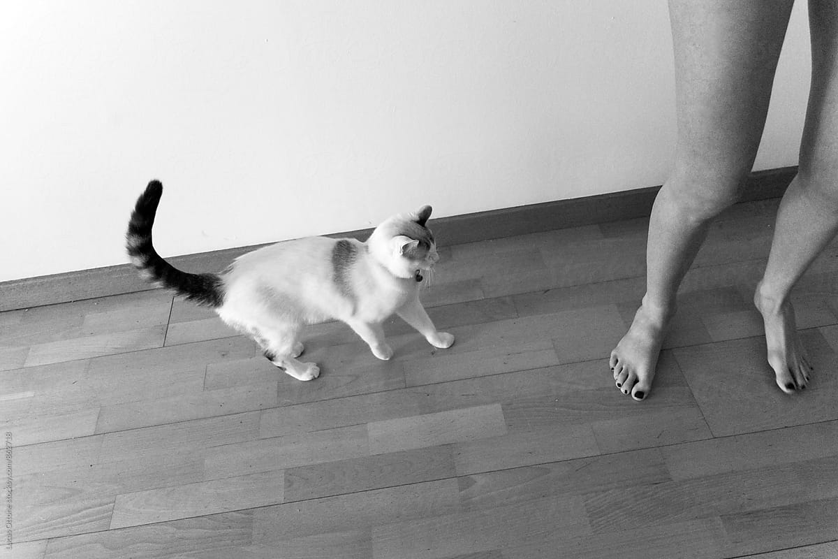 "White Cat And Woman's Legs" by Stocksy Contributor "Lucas Ottone ...