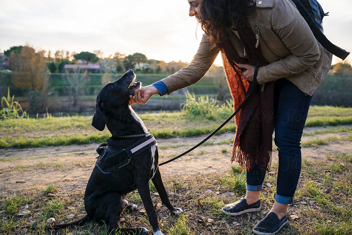 "A Dog Walk In The Park In Fall Season" by Stocksy Contributor "Studio ...