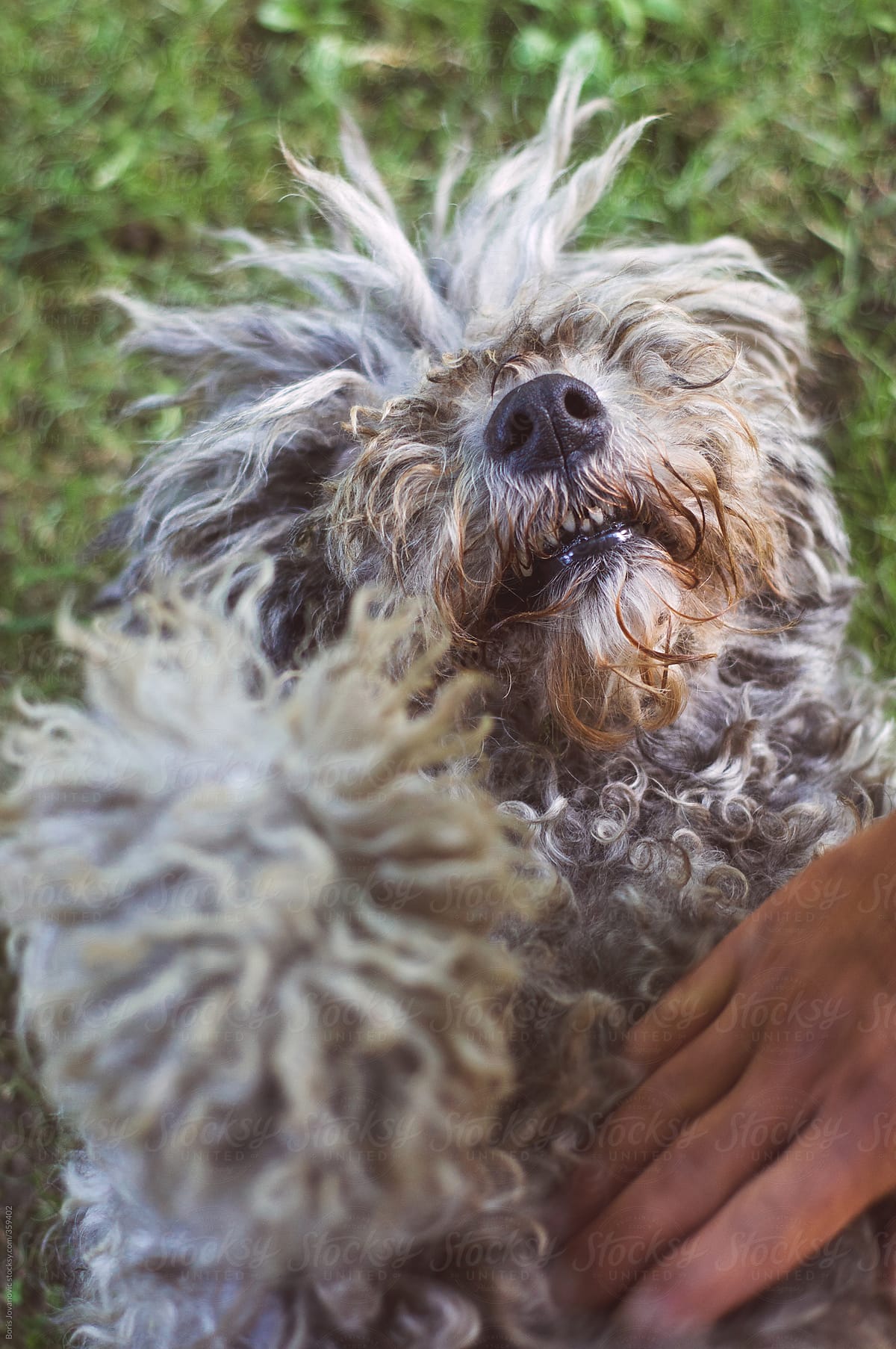 "Playful Dog Laying On Grass" by Stocksy Contributor "Boris Jovanovic ...