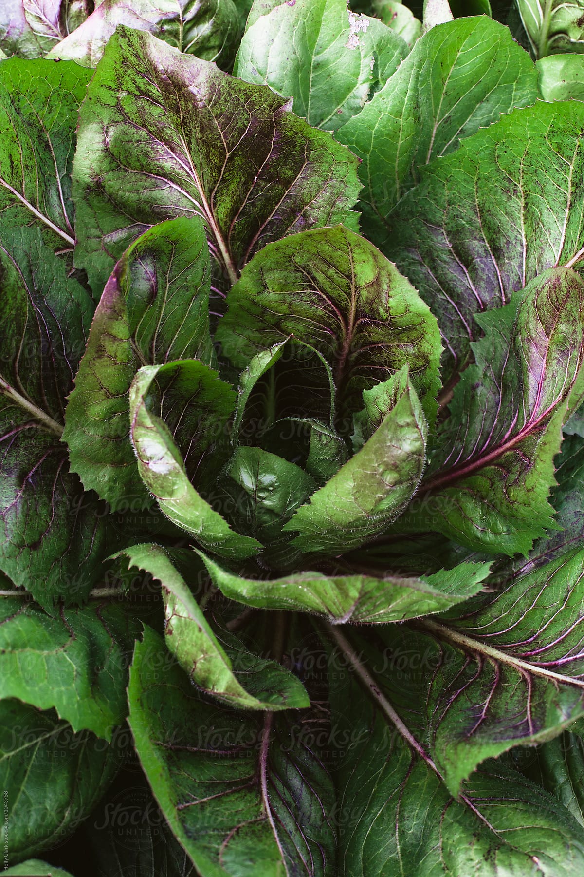 "Close Up Of Opening Head Of Radicchio Lettuce Leaves" by Stocksy ...