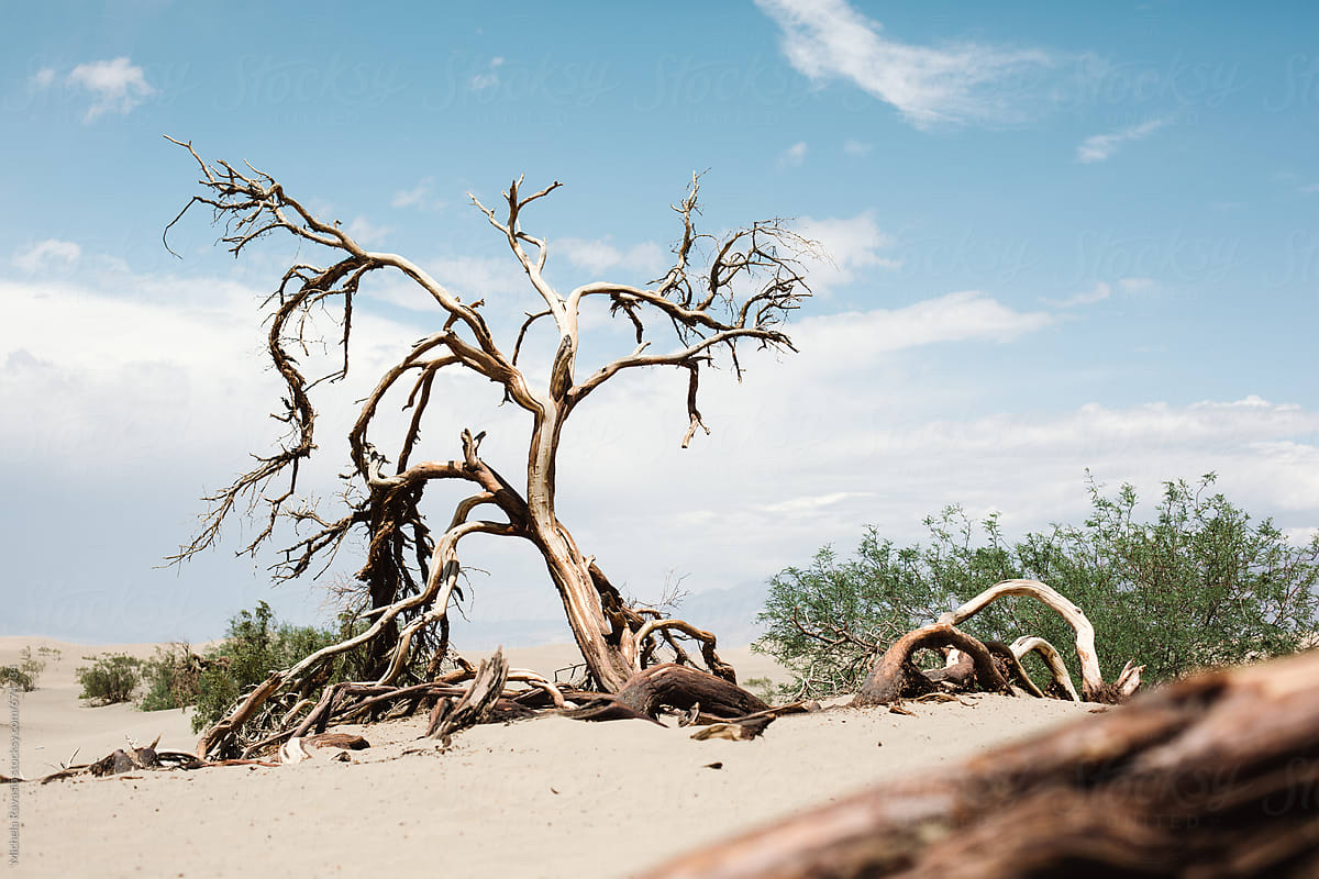 "Dead Mesquite Tree In Death Valley" by Stocksy Contributor "Michela ...