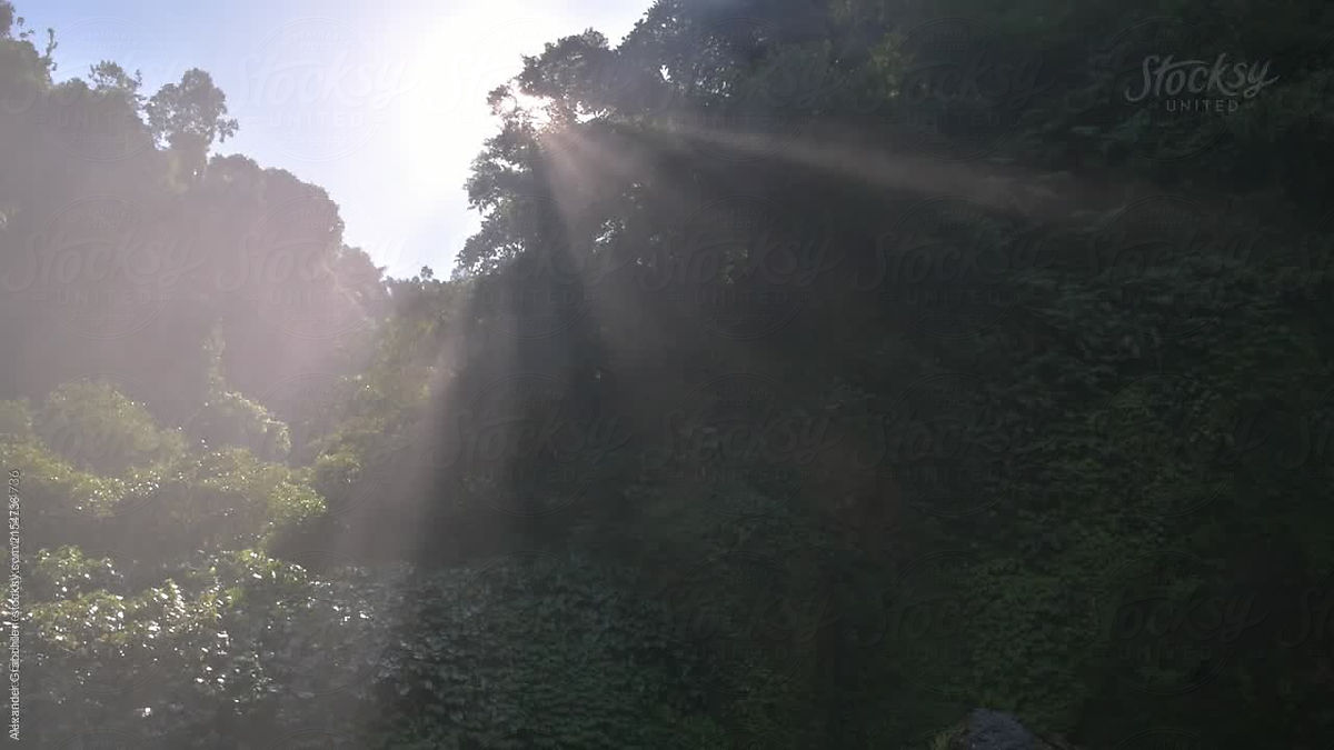 "Sunlight Streaming Through The Misty Jungle" by Stocksy Contributor ...