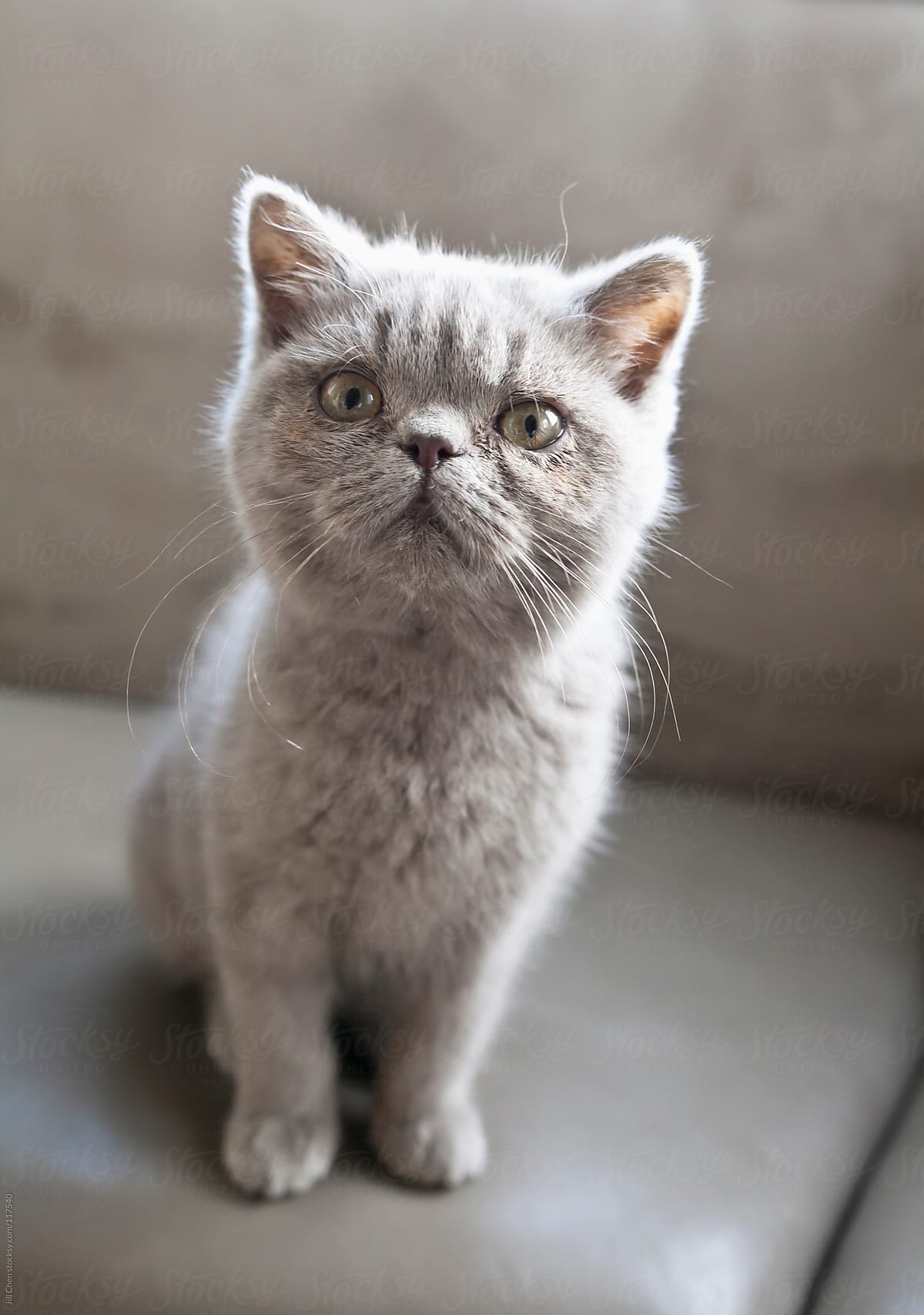 "Kitten Portrait" by Stocksy Contributor "Jill Chen" - Stocksy