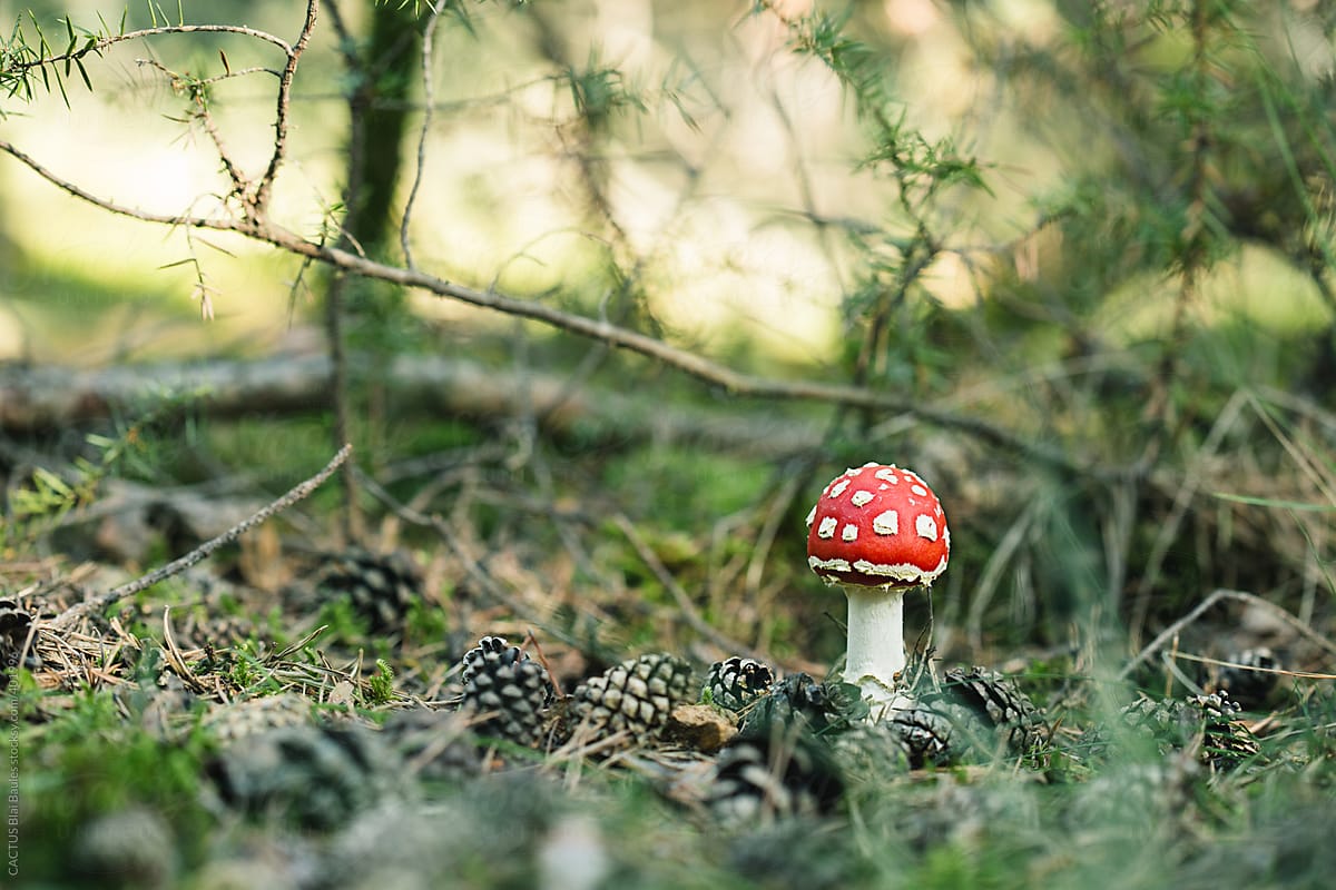 "Fly Agaric In The Forest" by Stocksy Contributor "CACTUS Creative ...