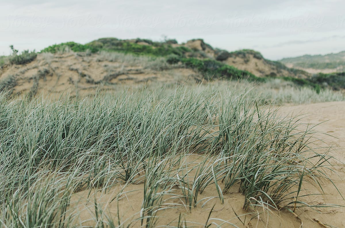 "Coastal Scrubland" by Stocksy Contributor "Dominique Felicity" - Stocksy