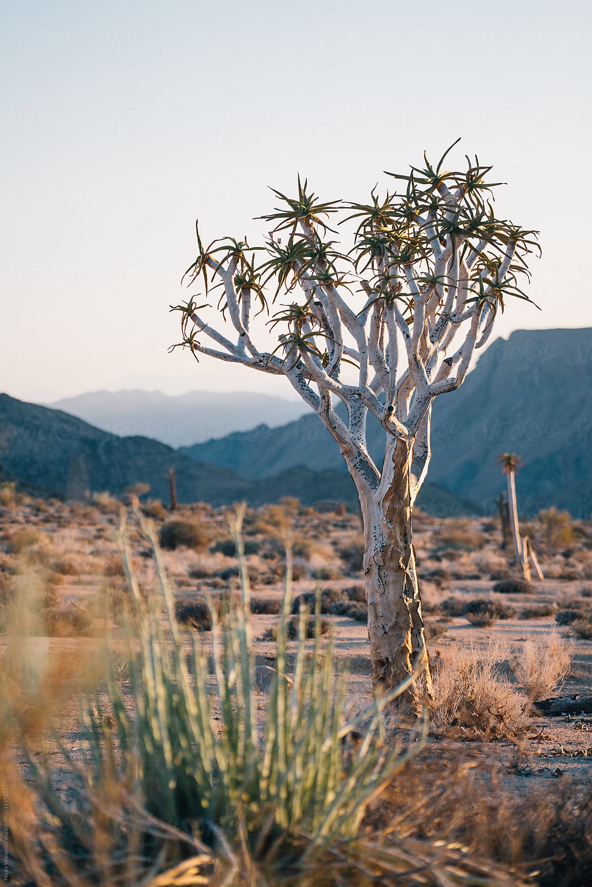 "Desert Succulent Quiver Tree" by Stocksy Contributor "Juno" - Stocksy