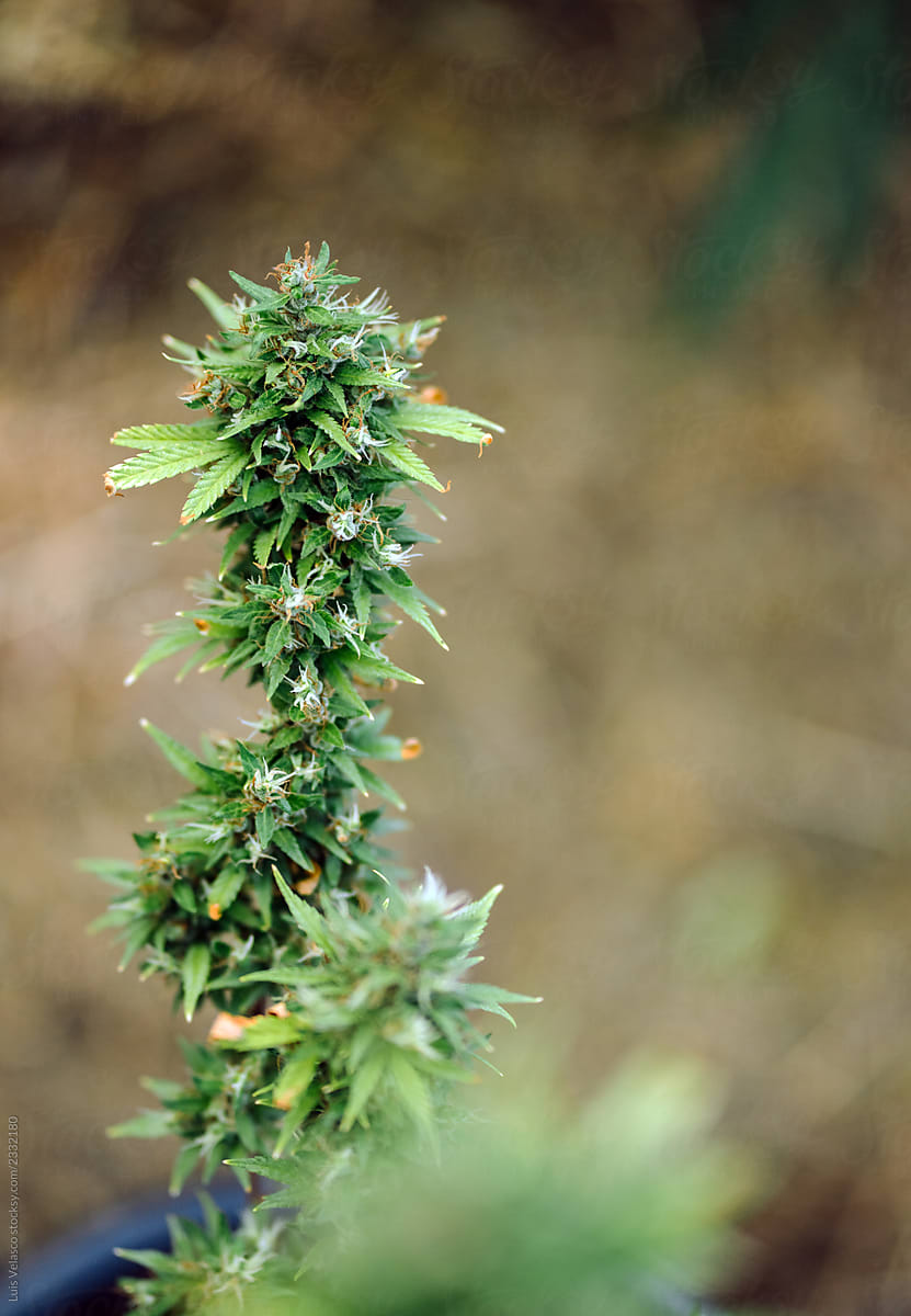 "Closeup Of Leaves Of Marijuana." by Stocksy Contributor "Luis Velasco ...