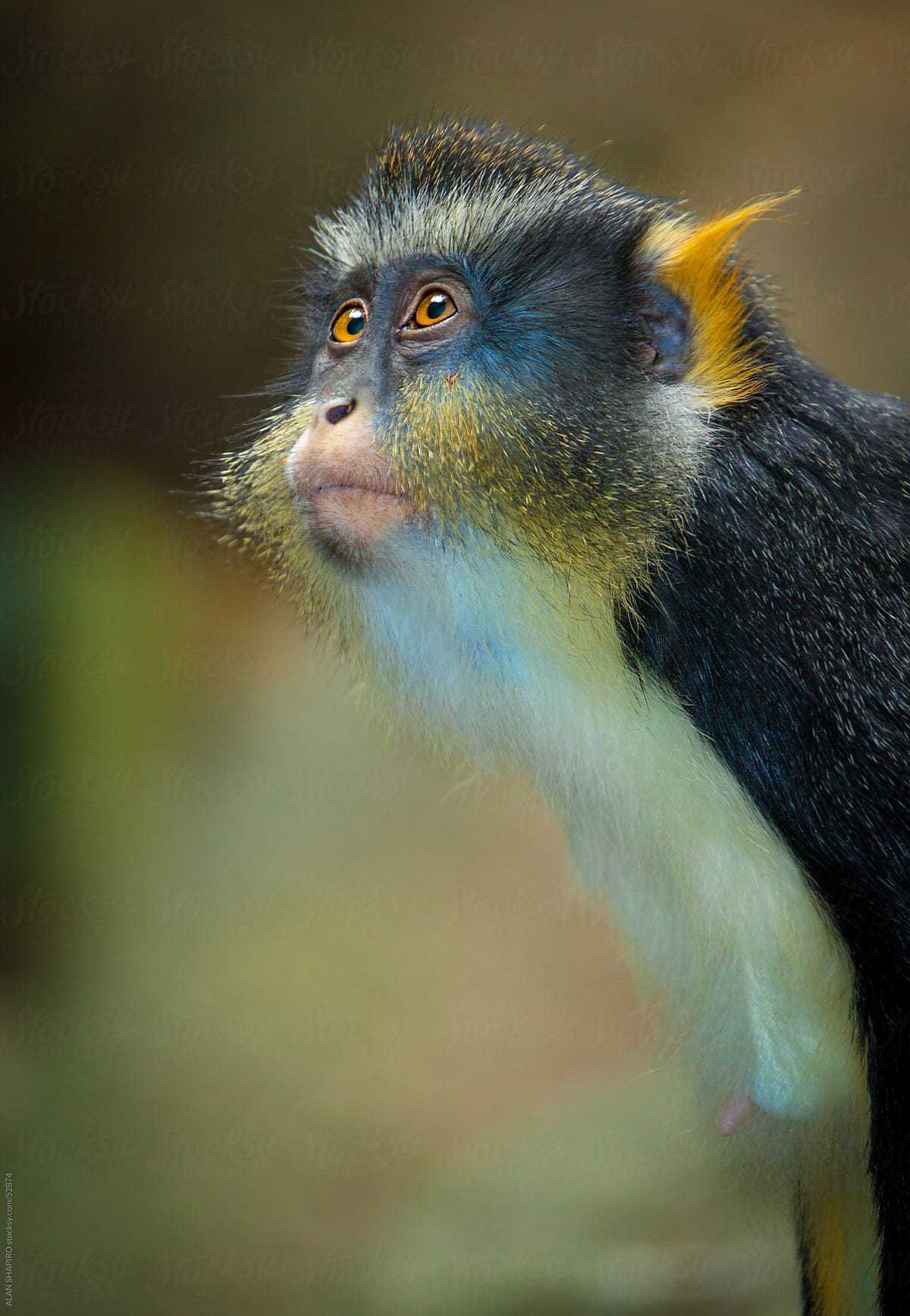 "Wolf's Mona Monkey" by Stocksy Contributor "ALAN SHAPIRO" - Stocksy