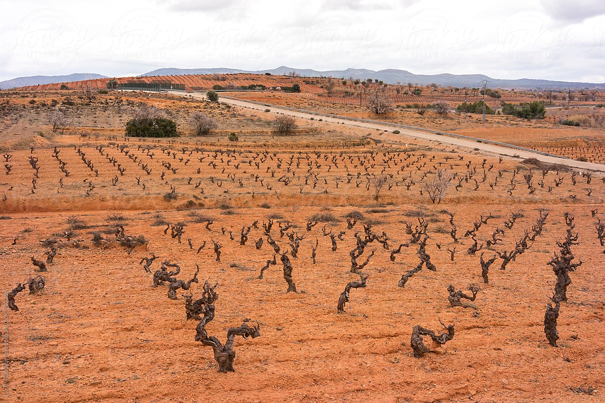 "Vineyard Landscape" by Stocksy Contributor "Carles Rodrigo Monzo ...