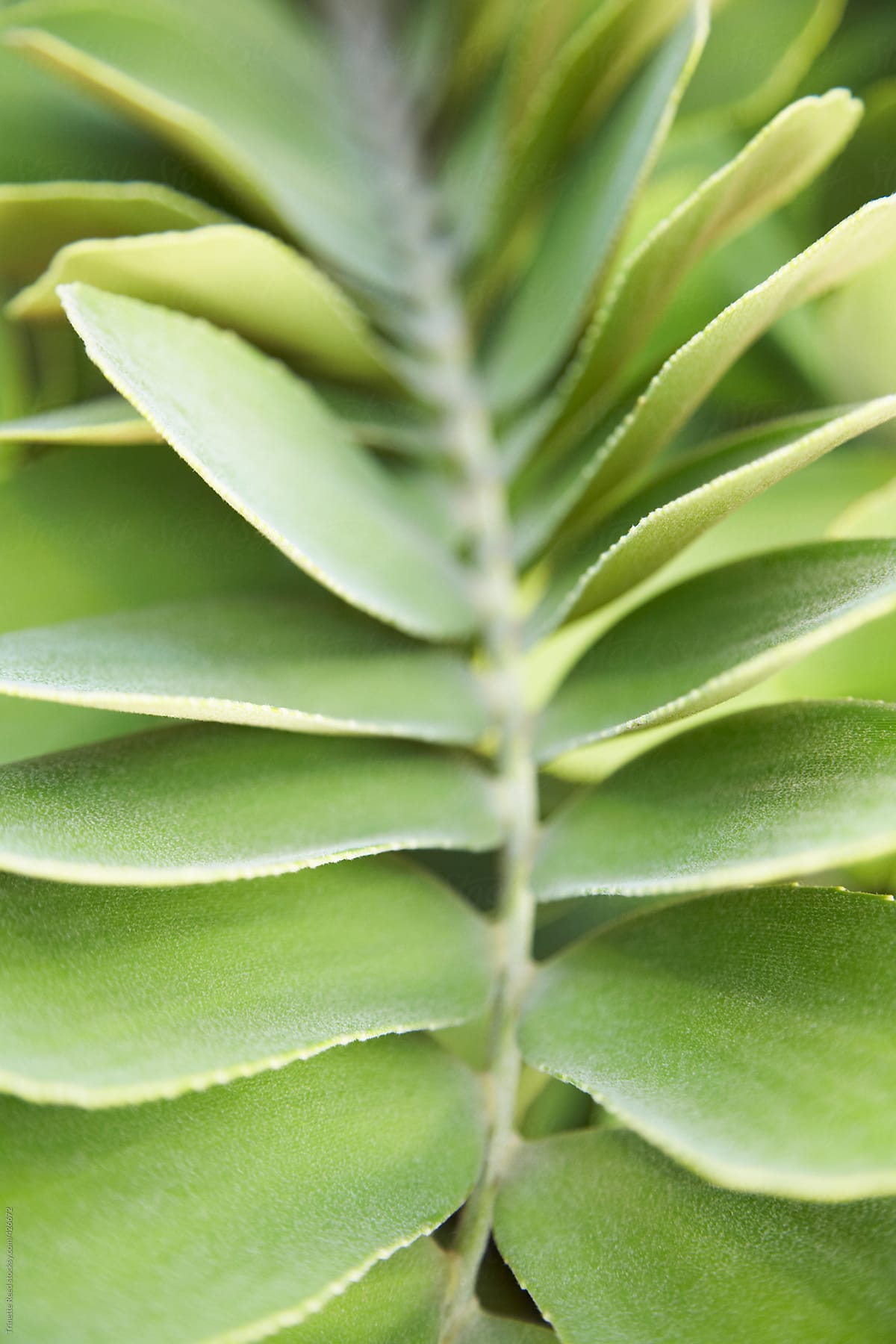 "Close-up Nature Detail Of Plant" by Stocksy Contributor "Trinette Reed ...