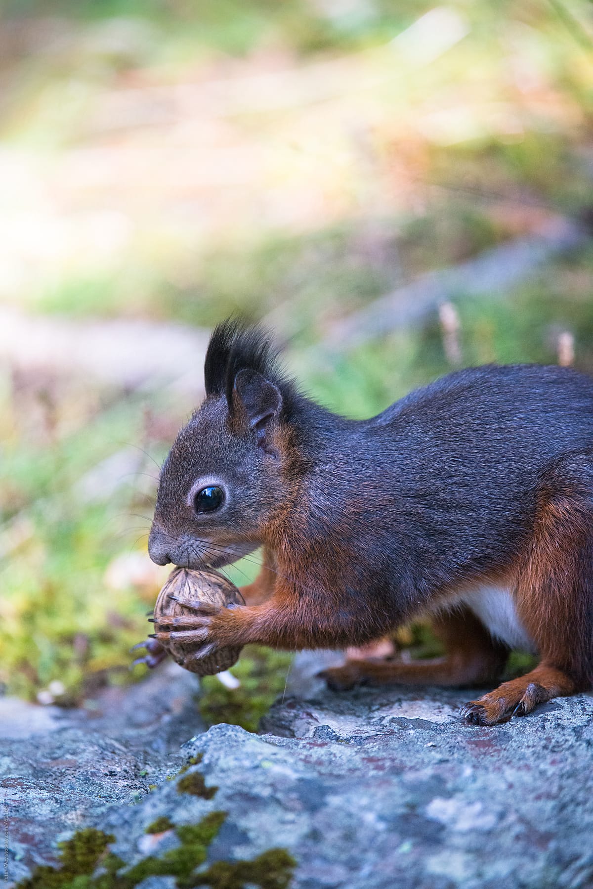 "Squirrel Holding A Walnut" by Stocksy Contributor "Peter Wey" - Stocksy