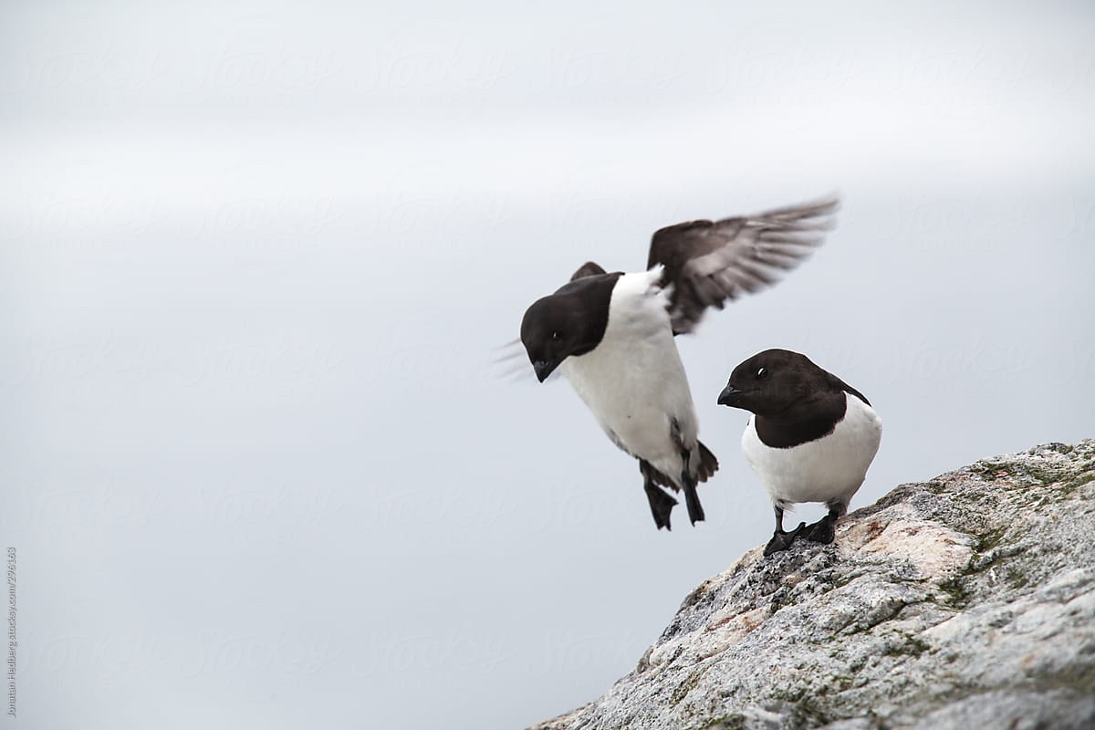 "Little Auks" by Stocksy Contributor "Jonatan Hedberg" - Stocksy
