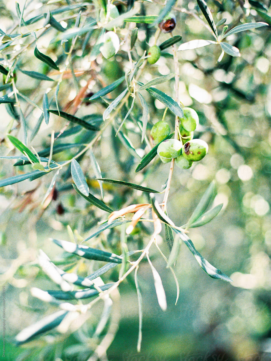 "Olives On Branch" by Stocksy Contributor "Dreamwood Photography ...