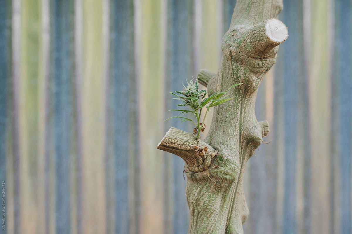 "Trunk Of A Cannabis Plant." by Stocksy Contributor "Luis Velasco ...