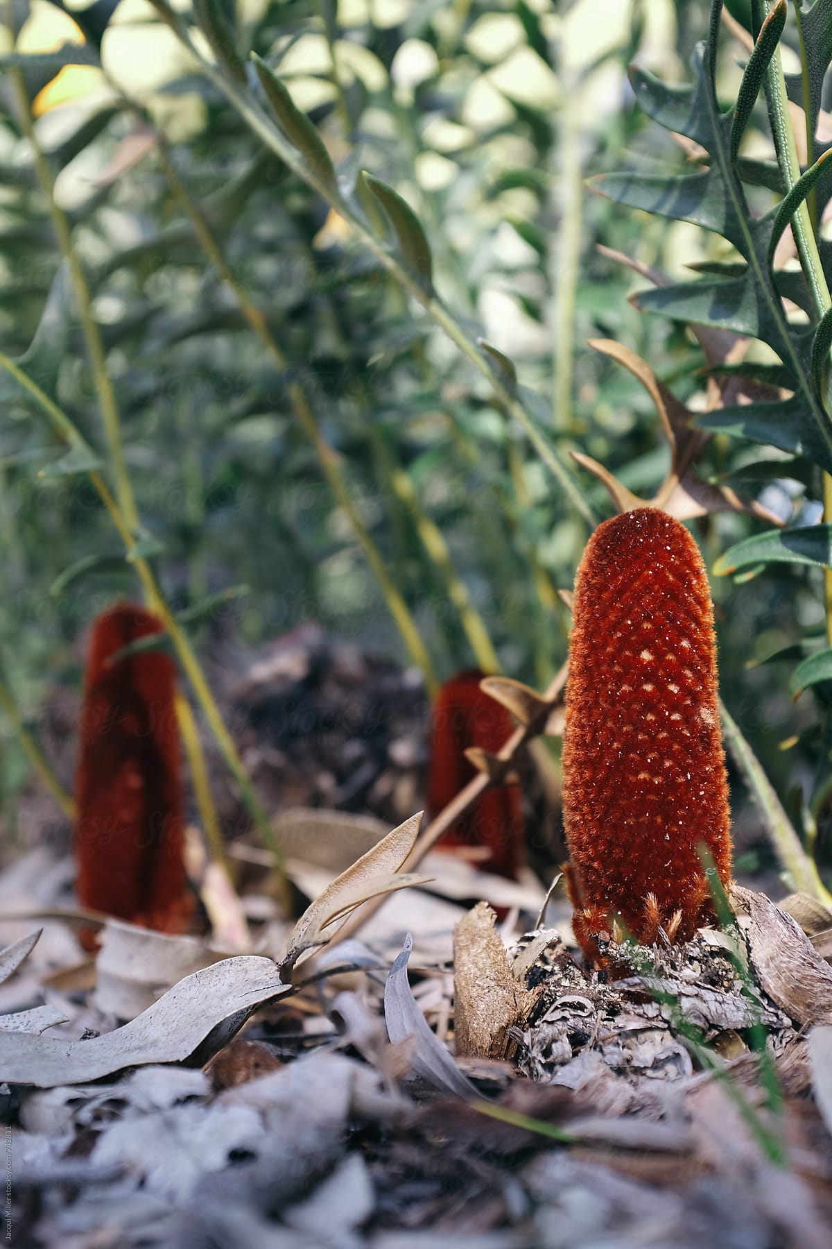 "Ground View Of Native Banksia Plants In The Australian Bush" by ...
