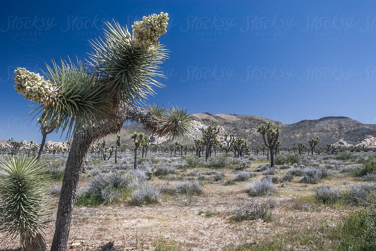 "Joshua Tree National Park" by Stocksy Contributor "Adam Nixon" - Stocksy